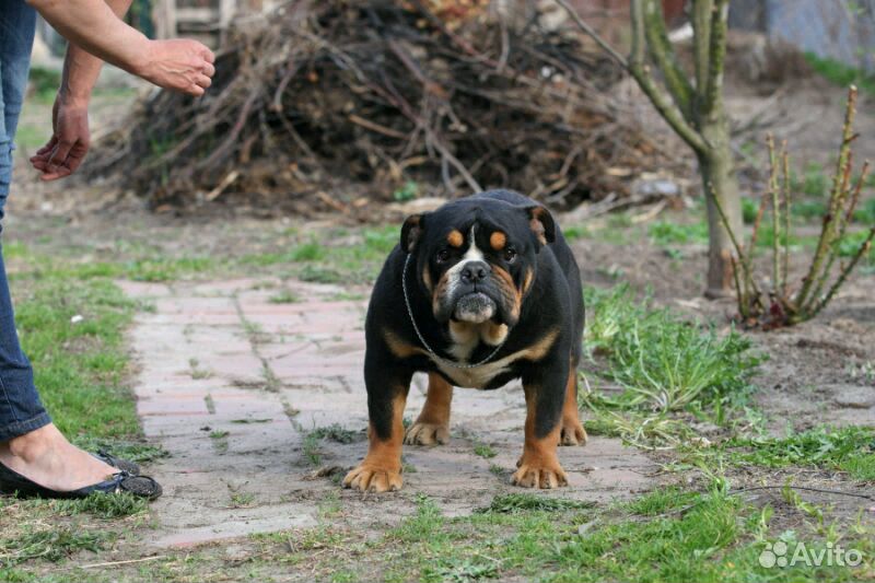 Федор для Вязки