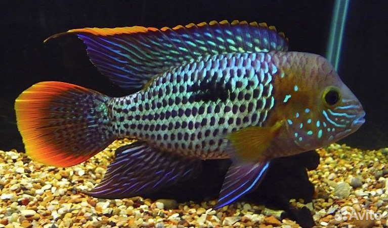 Акара, Астронотус, Северум, Цихлазома бриллиант