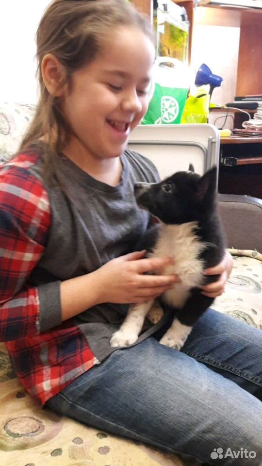 Щенуля типа лаечки из приюта привитая