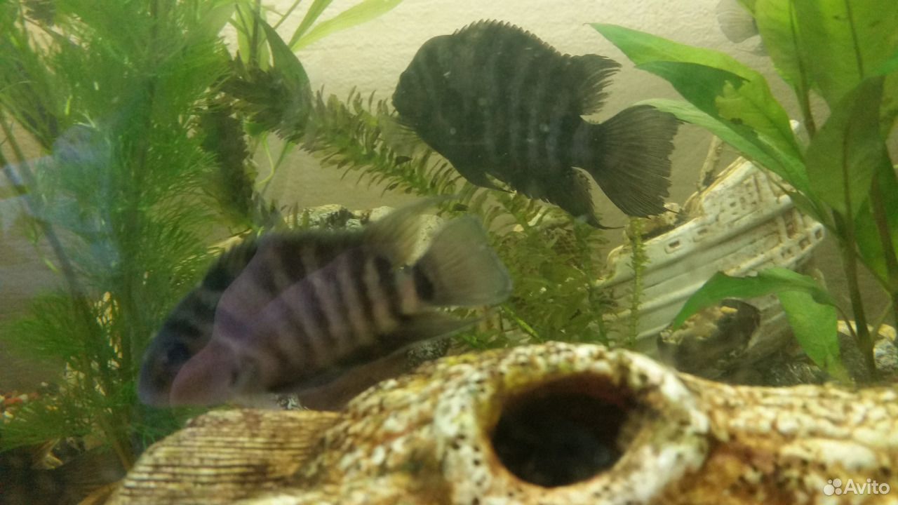 Цихлозомы полосатые