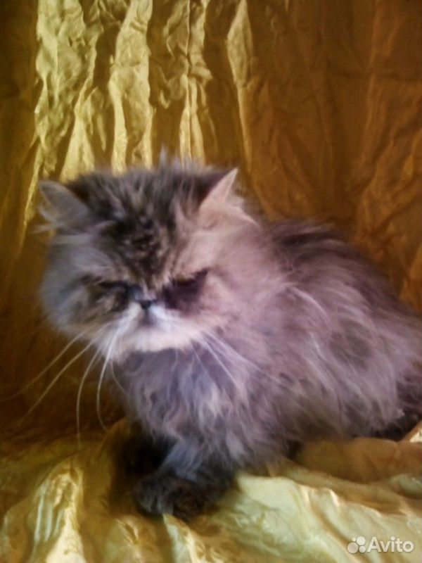 Воздушная, нежная красавица кошка в дар