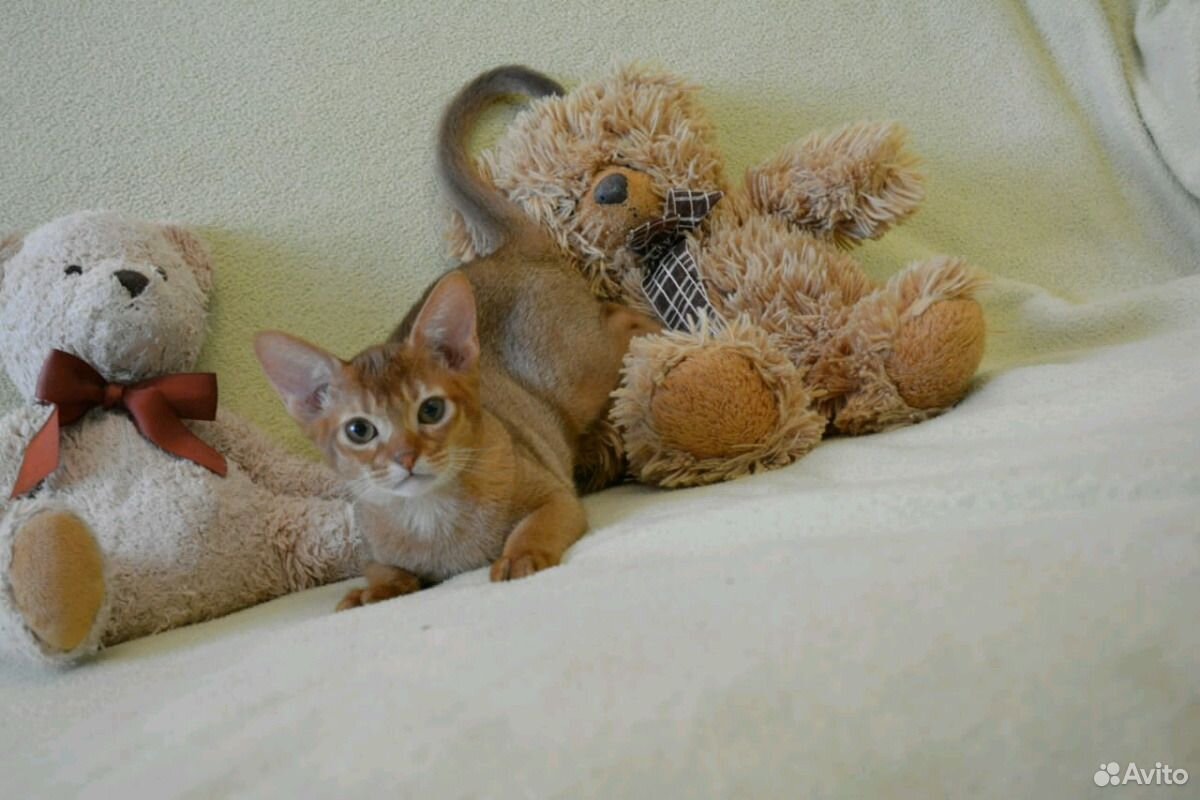 Кошечка абиссинка