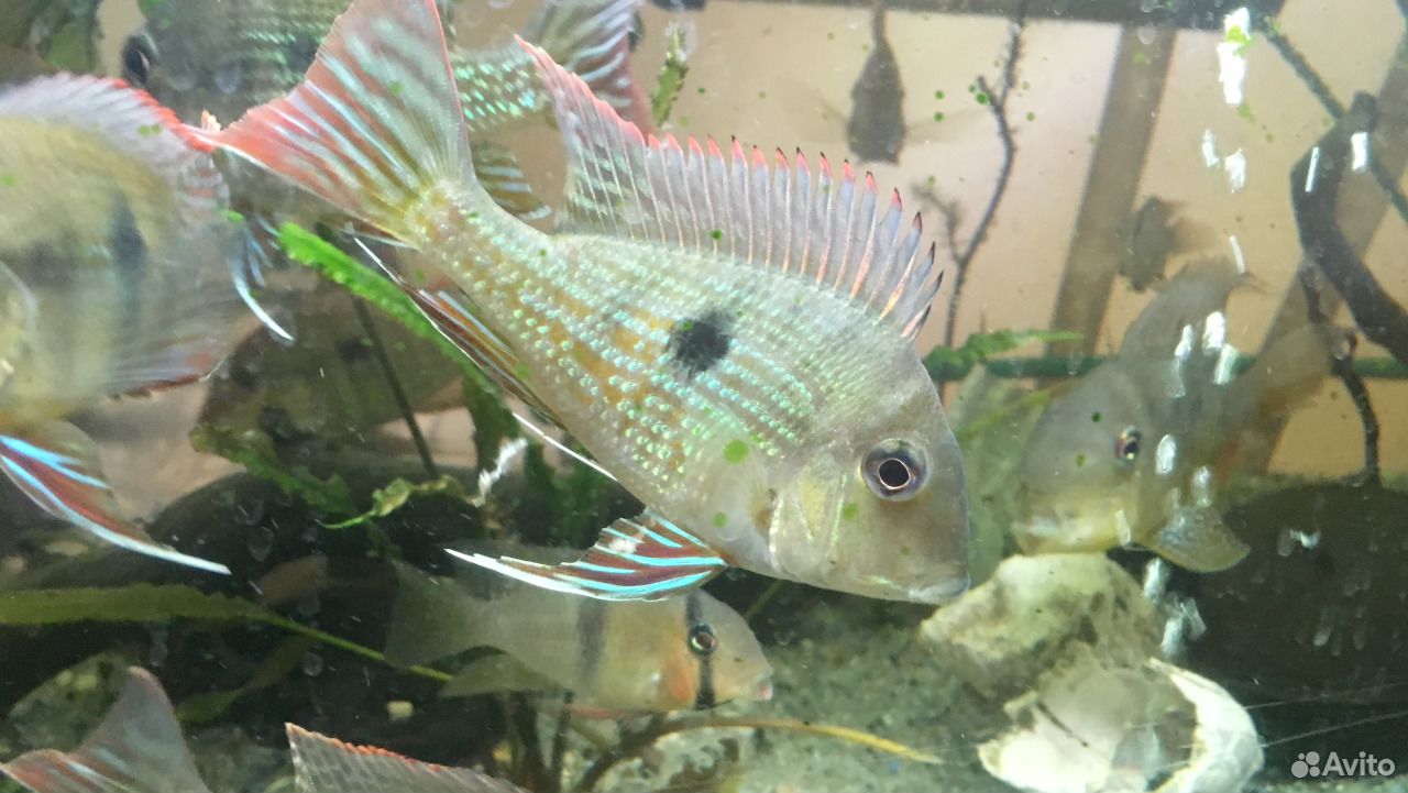 Геофагус красноголовый Red head Tapajos