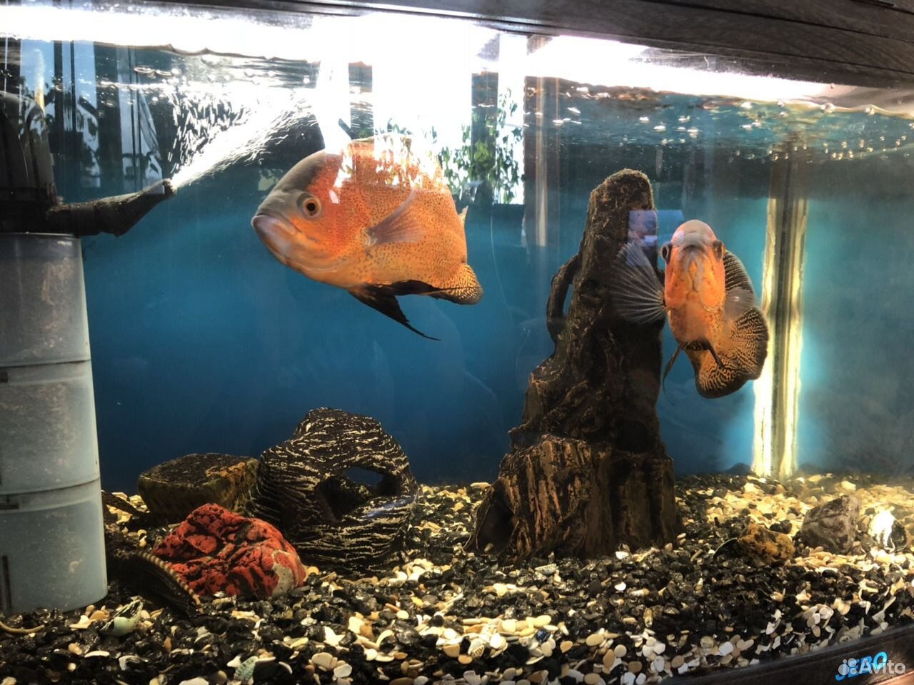 Астранотусы 2 шт