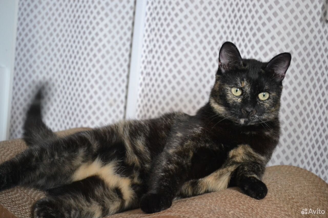 Кошка Грейси