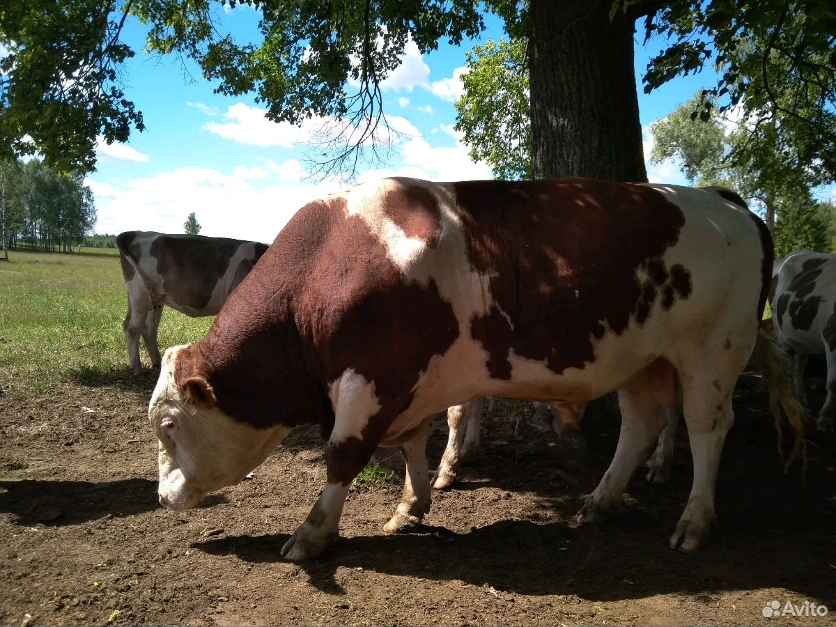 Бык герефорд, телята