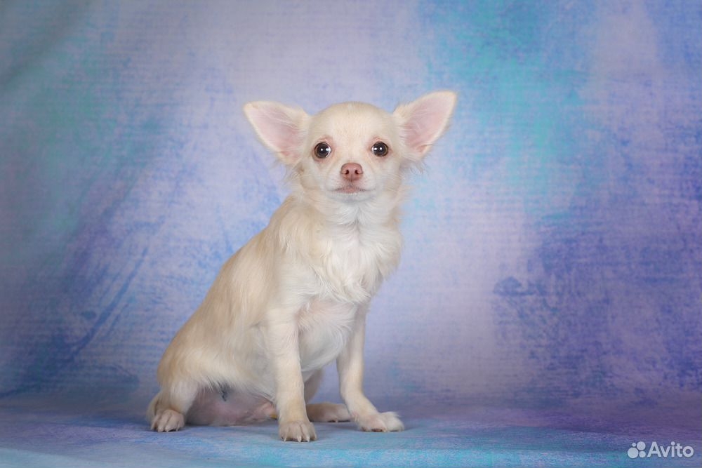 Чихуахуа подрощенный длинношерстный мальчик