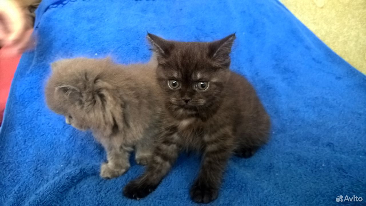 Котята