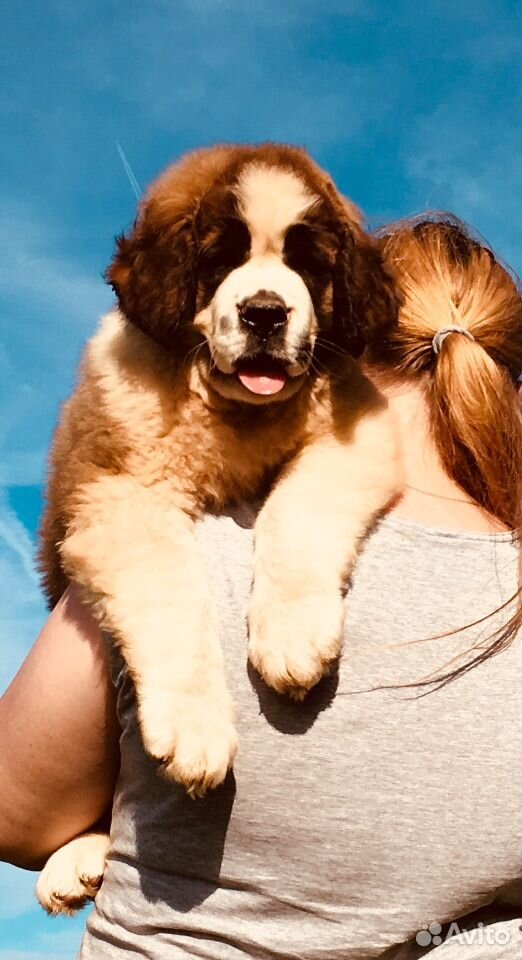 Сенбернара длинношёрстный Ягодка