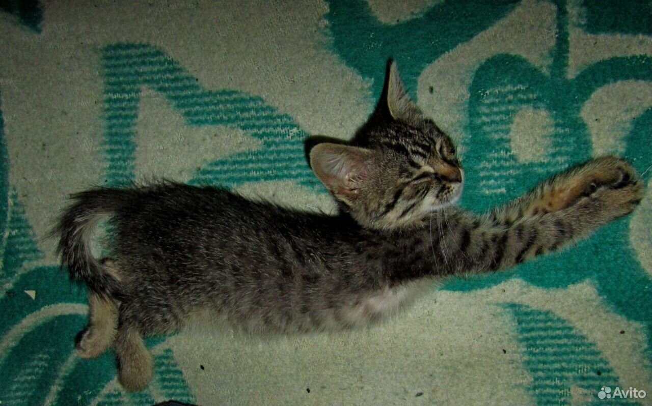 Котенок Чуча ищет свою семью