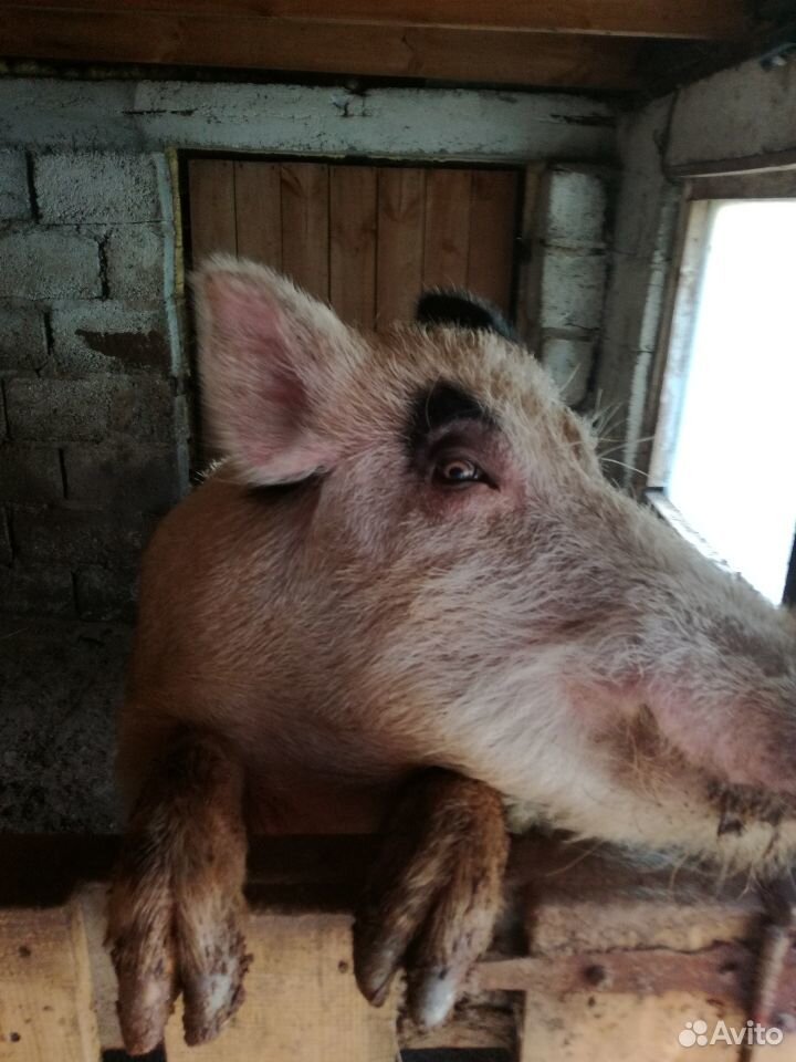 Продаю хряка