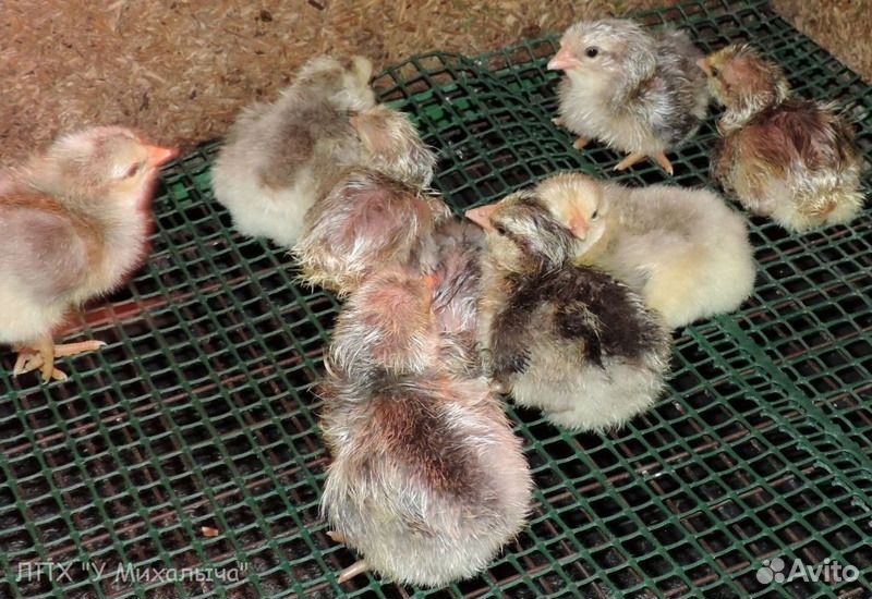 Цыплята суточные кучинские, мараны В33