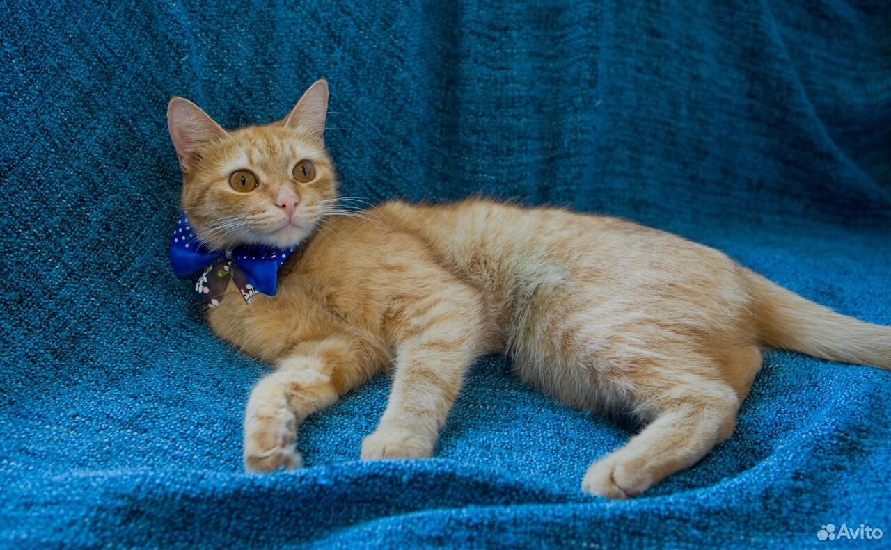 Кошечка лиса-Алиса в добрые руки