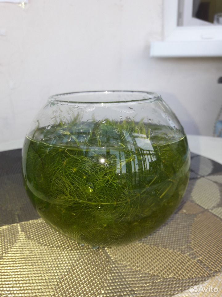 Продам Роголистник или обменяю