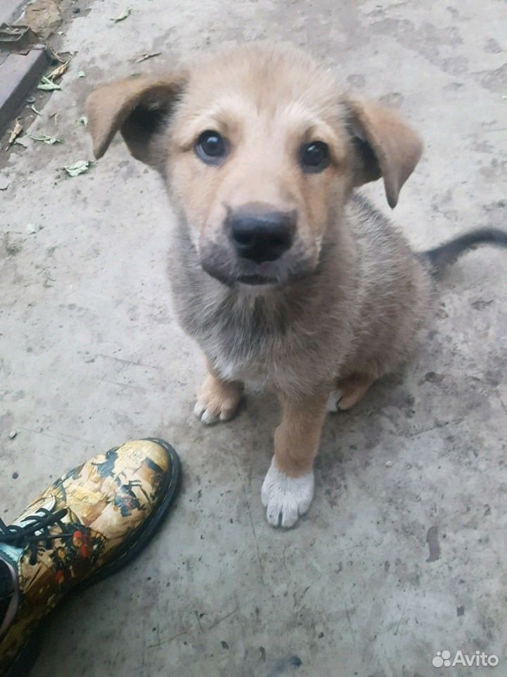 Щенки в добрые руки