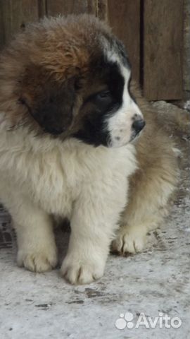 Щенки московской сторожевой