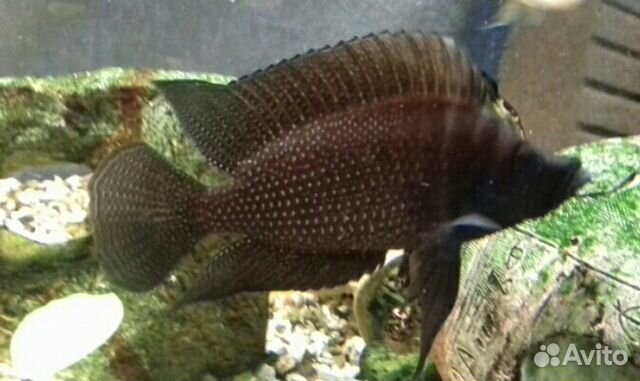 Кальвус. (Лапрологус бабочка) Блек