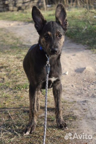 Терра в поисках дома