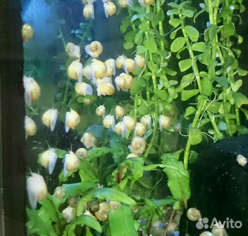 Ампулярии 1-2 см