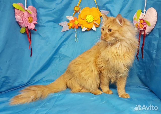 Суперпушистый рыжий котяра