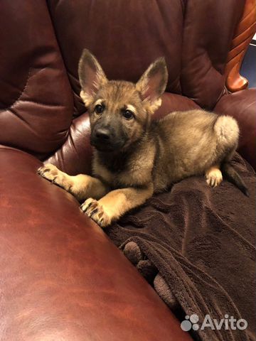 Щенки Чешский Влчак, Волчак