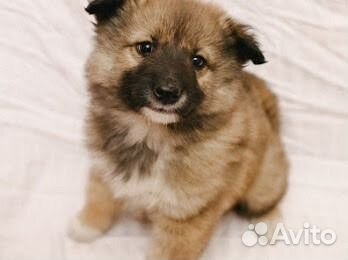 Славный позитивный Амурчик ждёт Маму и Папу