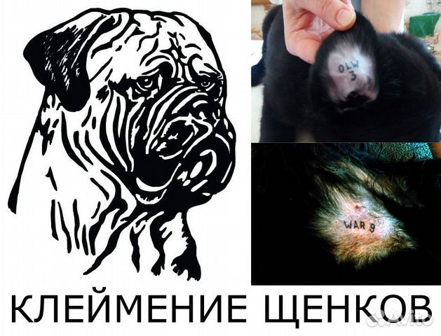 Бульмастиф. клеймение щенков на ухе и в паху