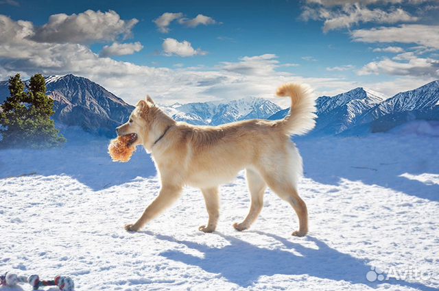 Ева в добрые руки