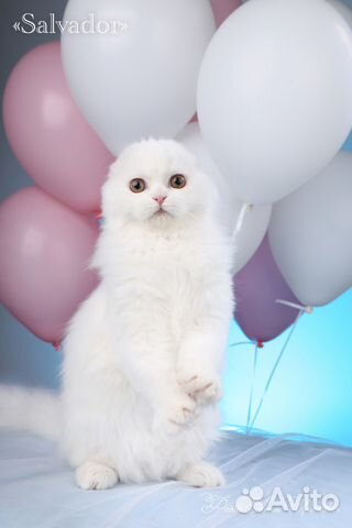 Снежный Барс