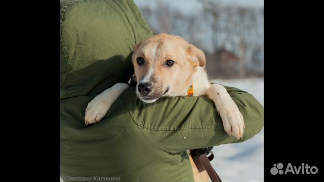 Щенок Лучик 5 мес
