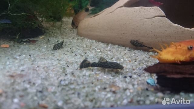 Продам анциструсов