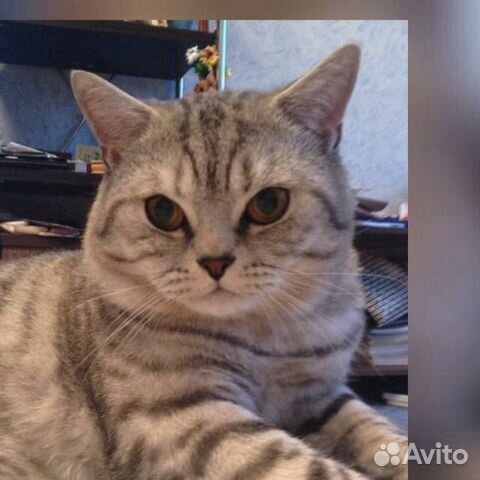 Британский кот Валентин