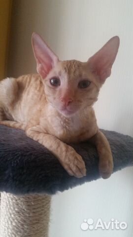 Отдам в добрые руки котёнка Корниш рекс