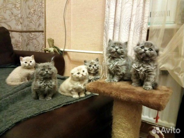 Шотландский вислоухий, прямоухий, длинношерстный