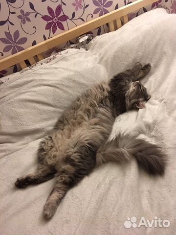 Отдаю кота и кошку