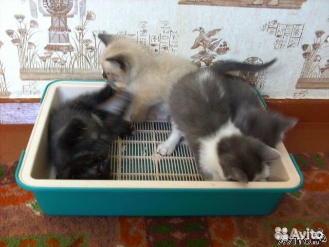 Котята-мышеловы