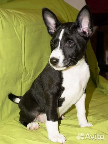 Басенджи мальчик