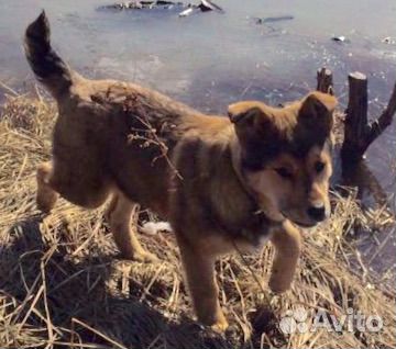 Щенок ищет хозяев