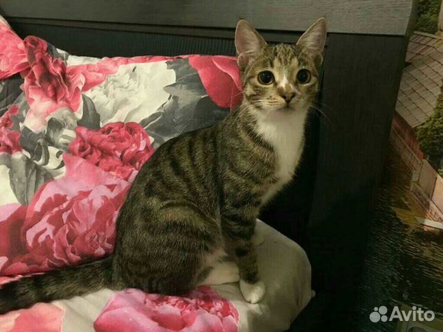 Кошка (7мес) в добрые руки