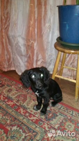 Девочка кутенок 3 месяца,ждет именно вас