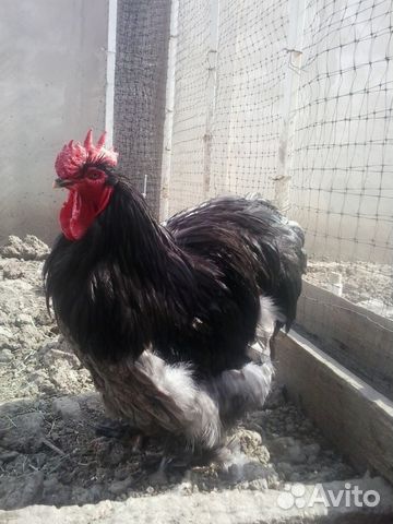 Продам петуха голубого кохинхина