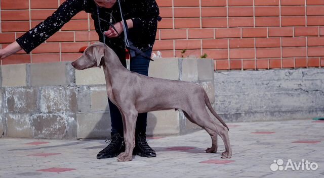 Продается кобель веймаранер рабочие крови