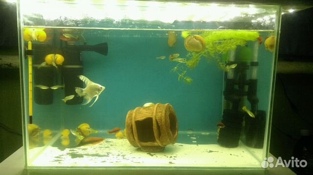 Аквариум 40 литров