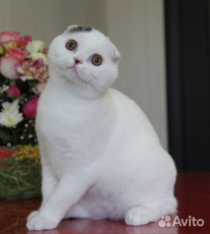 Скоттиш фолд
