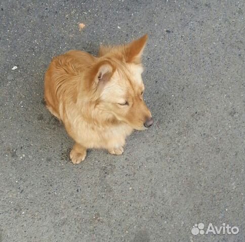 Песик хороший 1 год