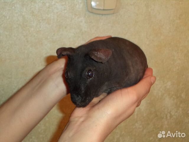 Свинка скинни