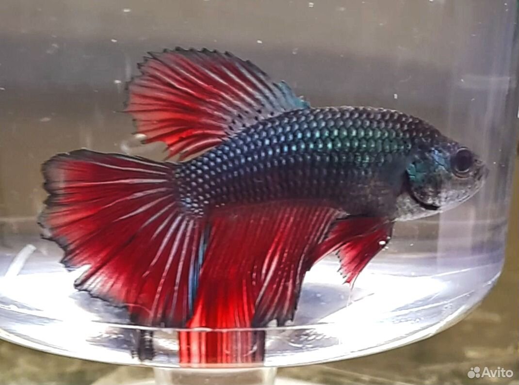 Петушки Халфмун