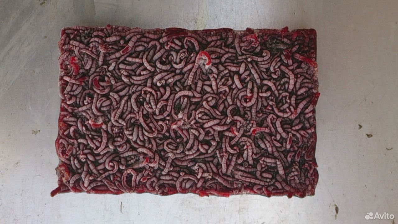 Мотыль крупный и мелкий