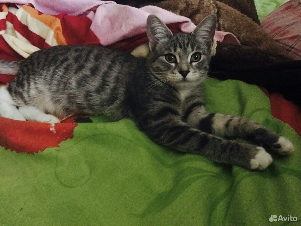 Очень красивая и веселая кошка только Вам