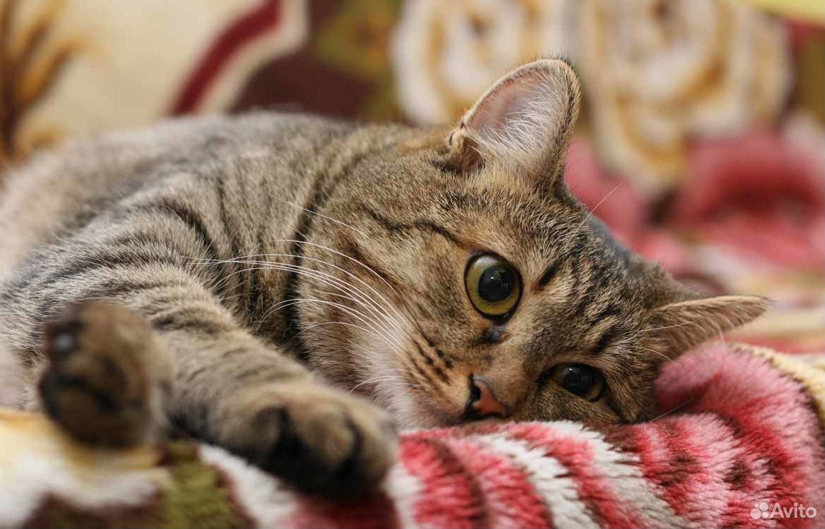 Стерилизованная котодевочка Мариша